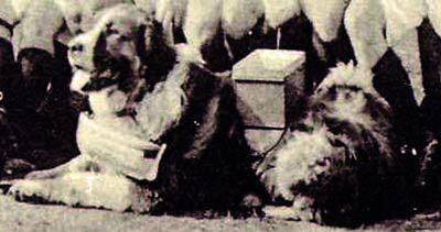 Major The St Bernard, the dog that helped save Manchester United